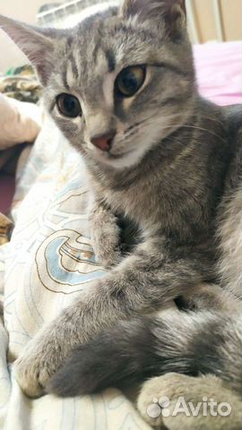 Кошка примерно 4-5 месяцев в добрые руки очень кра