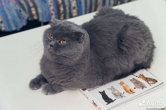 Кошка Марго