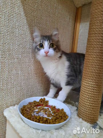 Котенок Тимоша в поисках дома