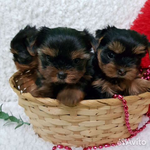 Йоркширский терьер щенки