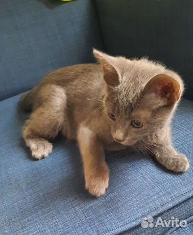 Котёнок породы русская голубая,мальчик