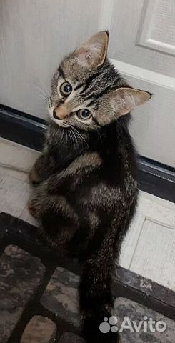 Котенок девочка