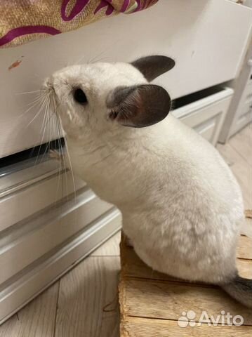 Шиншилла белая