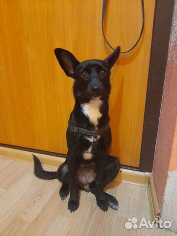 Собака в добрые руки щенок