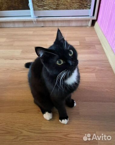 Котенок Казетта 6-7 месяцев