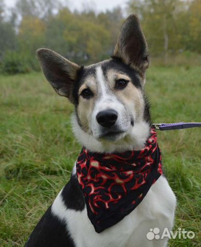 Собака Вега в добрые руки