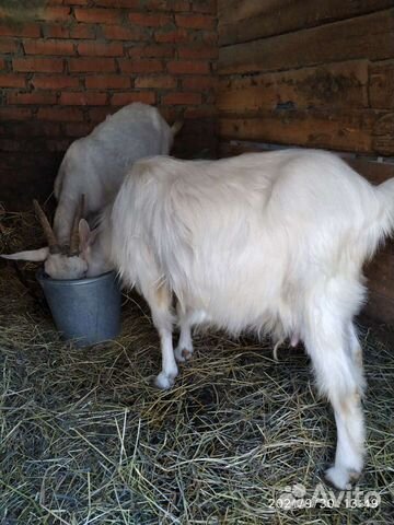 Коза дойная молочная