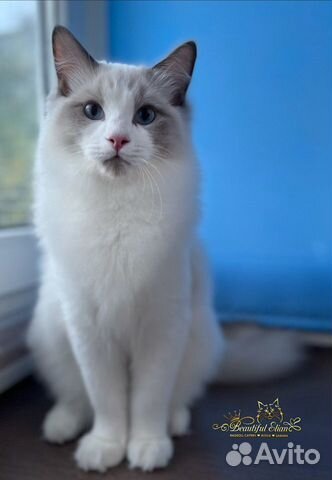 Котенок рэгдолл