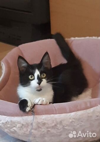 Забавный милый котенок Бим 4,5 месяца в дар