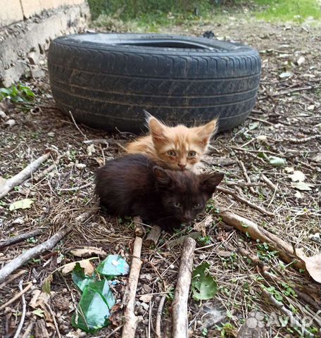 Маленькие красивые котята