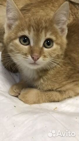 Котёнок солнышко (мальчик 7 недель)