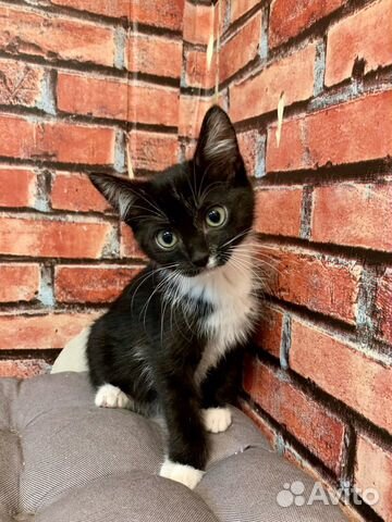 Котёнок Девочка Кася 2 мес