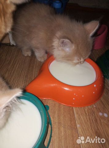 Отдам котят в добрые руки, бесплатно, 2 кота и кош