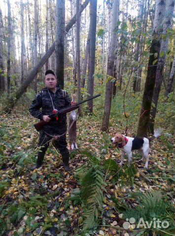 Русская пегая гончая