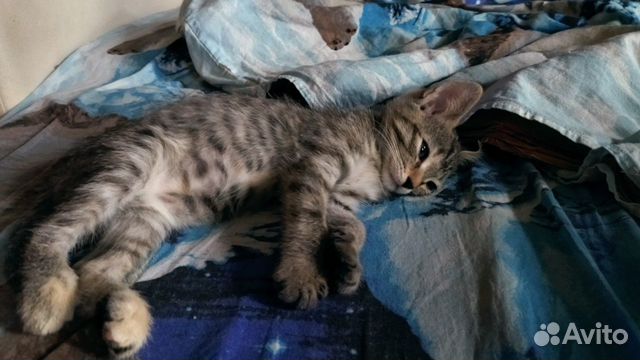 Отдам котёнка в добрые руки