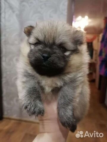 Померанский шпиц