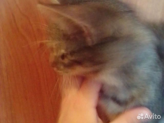 Маленький котёнок, девочка нашла сегодня утром во