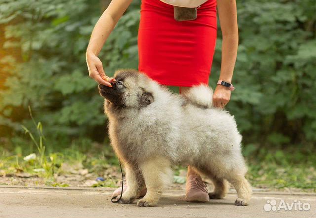 Щенок Кеесхонда