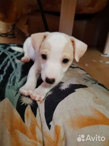 Щенки Джек Рассел терьер