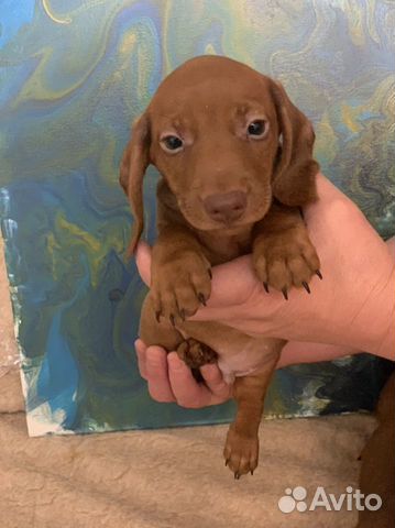 Такса кролик мальчик