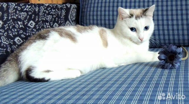 Белоснежка