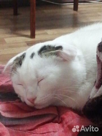 Британский котик