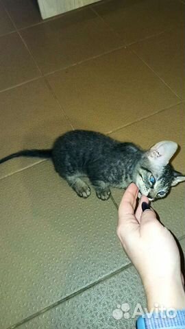 Донской сфинкс браш