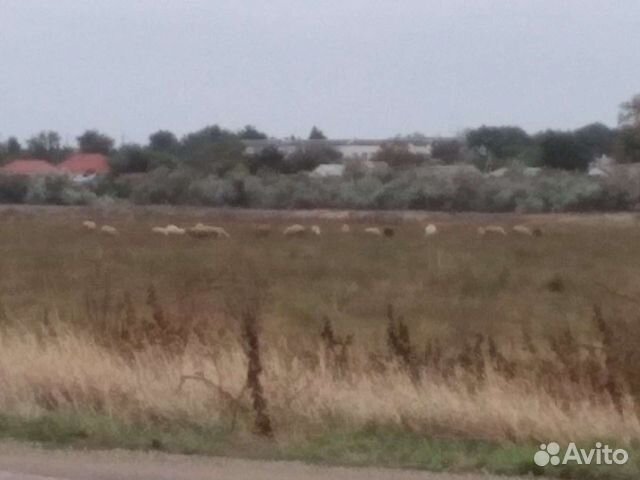 Овцы матки