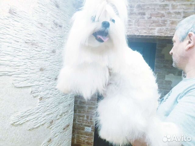 Щенульки красотульки