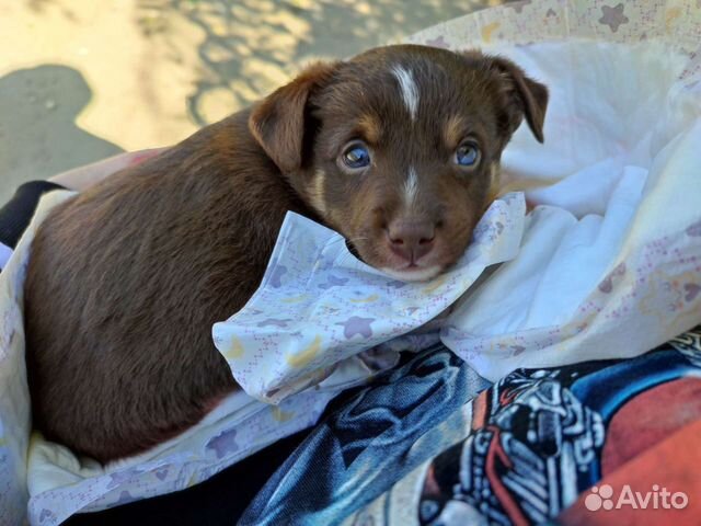 Маленькая собака