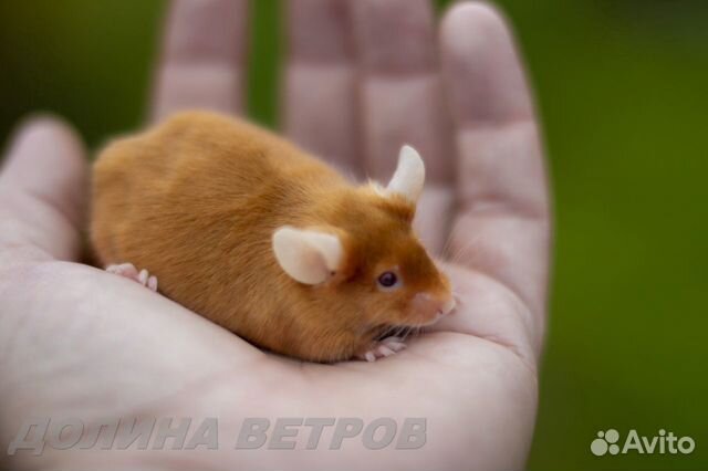 Ручная мышка фавн