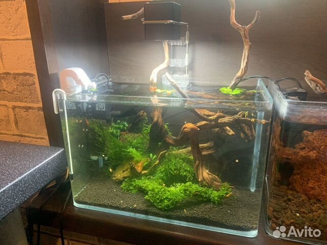 Готовый нано аквариум с корягами и мхом