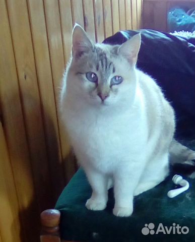 Симочка в добрые руки