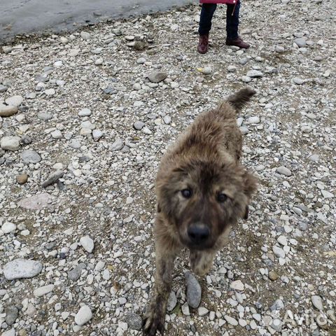 Очень красивый крупный истощенный щенок