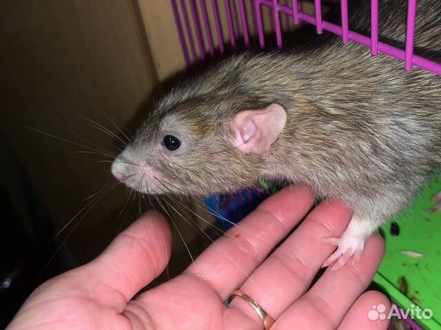 Крыса бесплатно