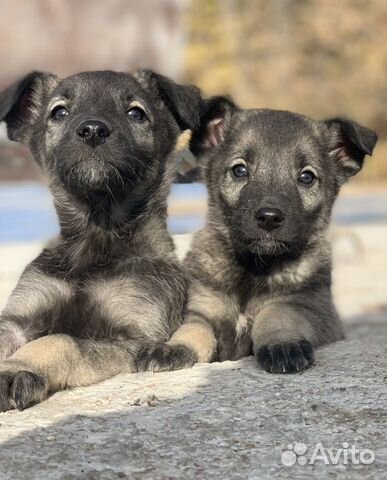 Щенок в добрые руки