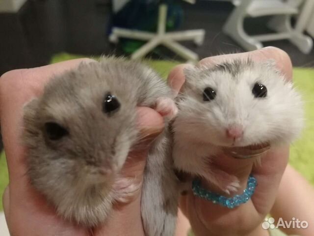 Джунгарские хомяки