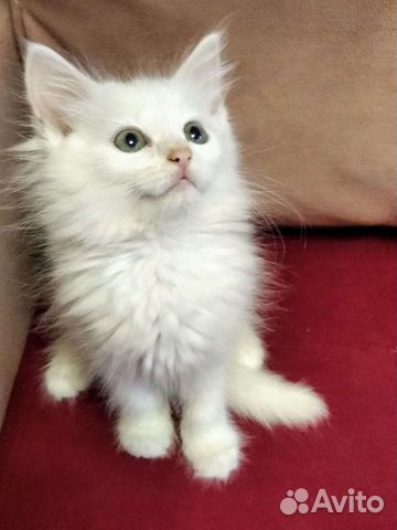 Белоснежные котята, 2 месяца