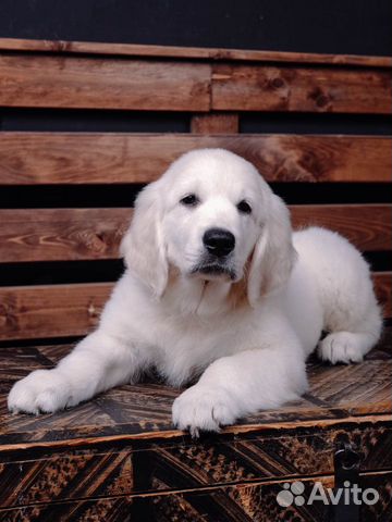 Щенок кобель золотистый ретривер
