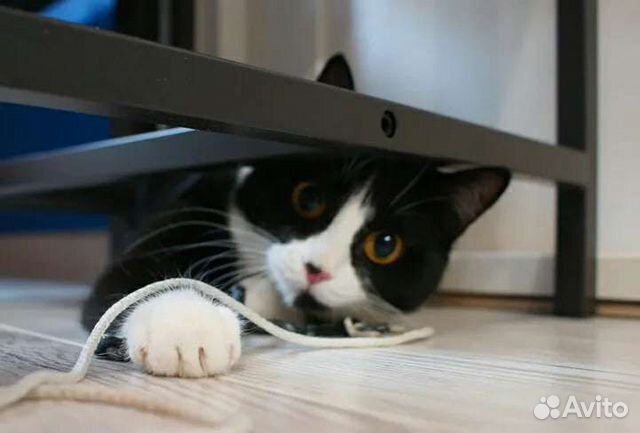 Прекрасная Муркита