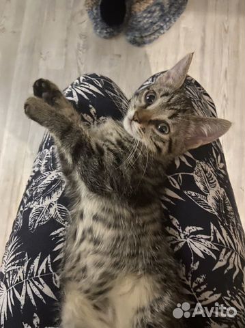 Сибирская кошечка 2,5 месяца