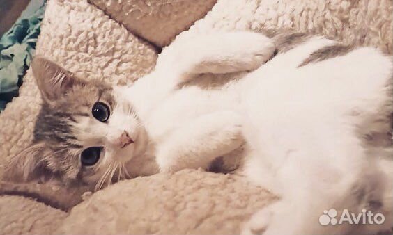 Котенок Пинки