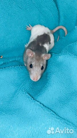 Отдам крыску дамбо