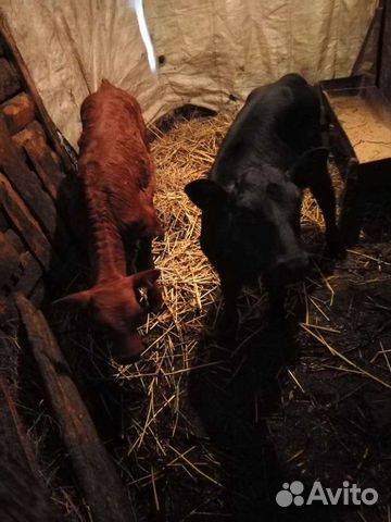 Бык и тёлочка. Цену уточнять по телефону