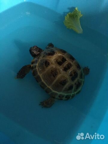 Черепаха сухопутная