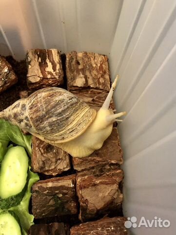 Улитка ахатина бесплатно