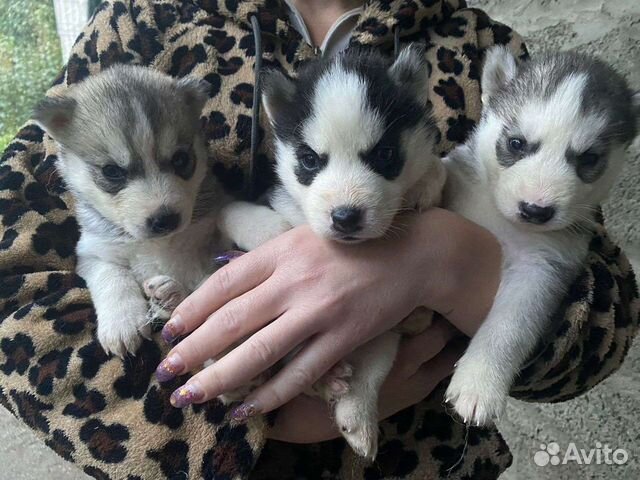 Щенки сибирской хаски