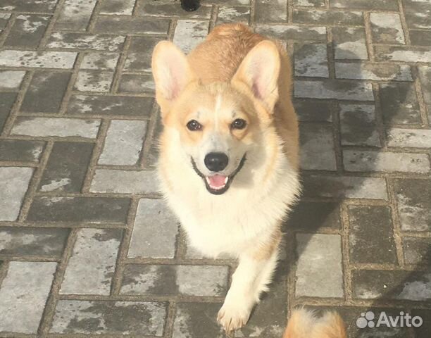 Супер мини девочка коржик