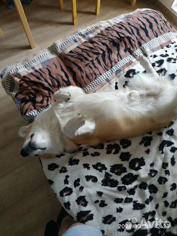 Очень хороший мальчик Фокс