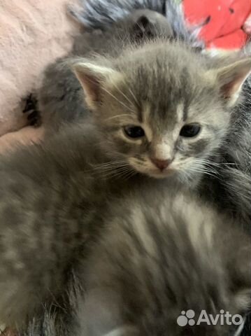 Котенок девочка